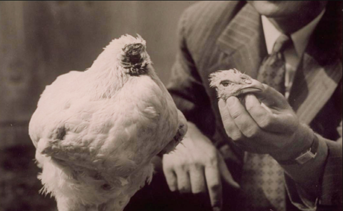 Mike The Headless Chicken –The Miraculous Chicken | BrunchVirals