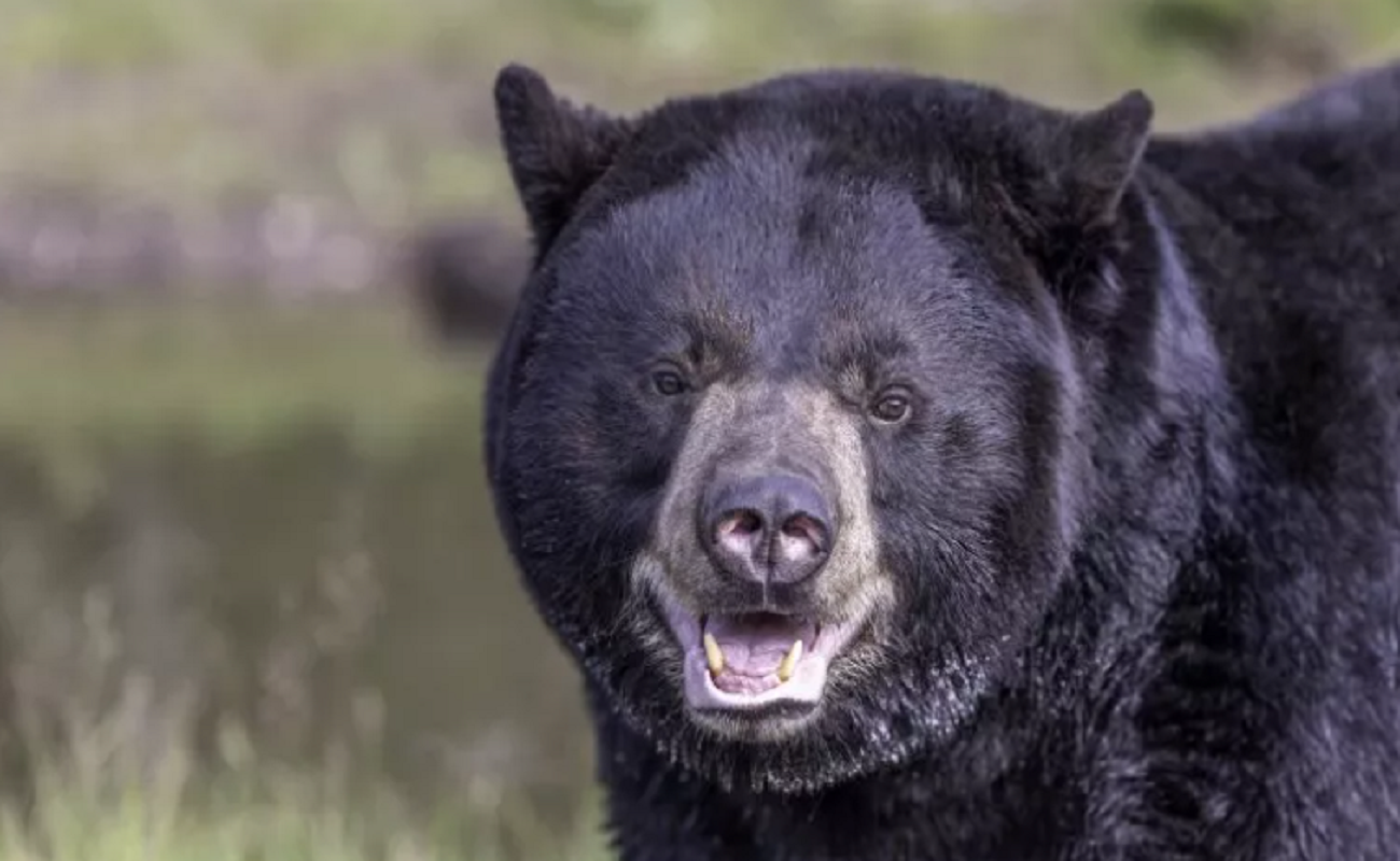 Viral Video Of A Huge Black Bear - All You Need To Know | BrunchVirals