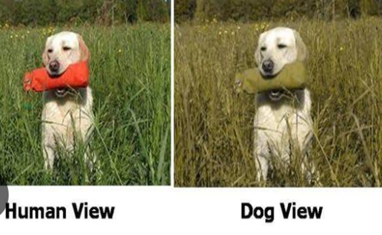 The Dog Vision Filter On TikTok – What Is It All About? | BrunchVirals