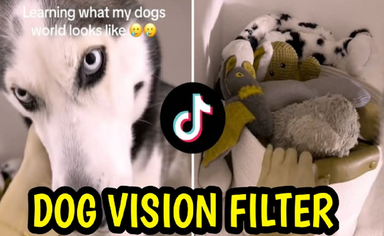Viral Dog Vision Filter On TikTok - Here’s How To Get It | BrunchVirals