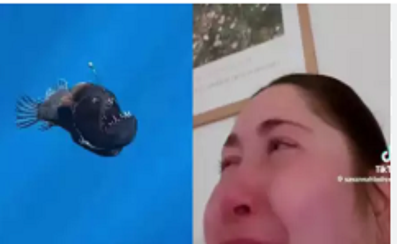 Viral Angler Fish On TikTok - All You Need To Know | BrunchVirals